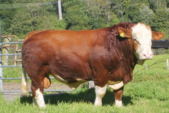 KAROVA TRI-CON EGRET Pp - Bayern Genetik - Australia - $25.00